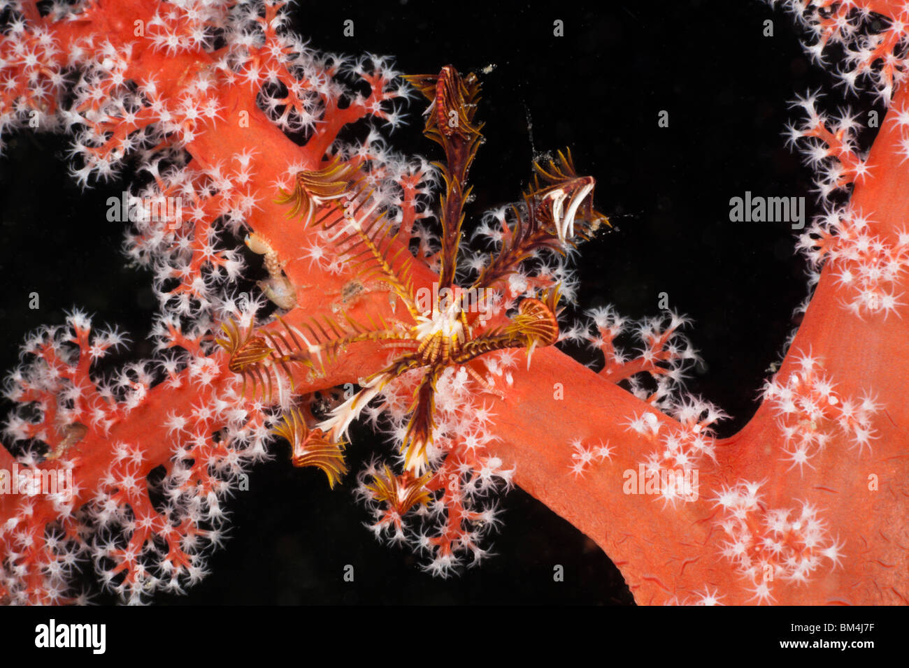 Small Crinoid on red Coral, Comanthina sp., Siphonogorgia godeffroyi ...