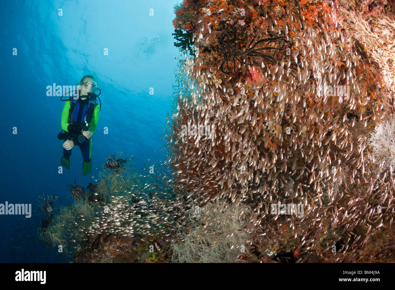 Pygmy Sweeper and Scuba Diver, Parapriacanthus ransonneti, Raja Ampat ...