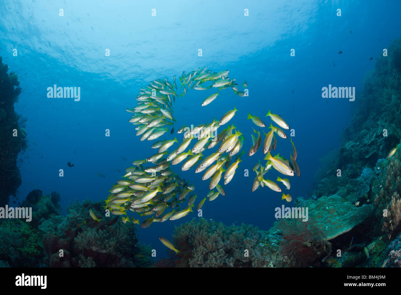 Big-eye Snapper schooling, Lutjanus lutjanus, Raja Ampat, West Papua ...