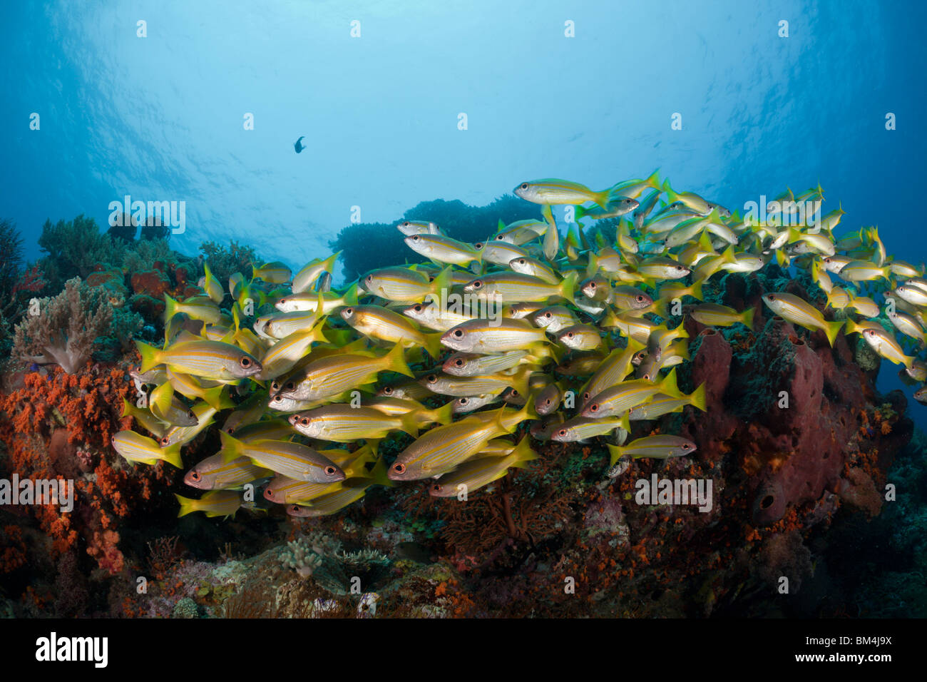 Big-eye Snapper schooling, Lutjanus lutjanus, Raja Ampat, West Papua ...