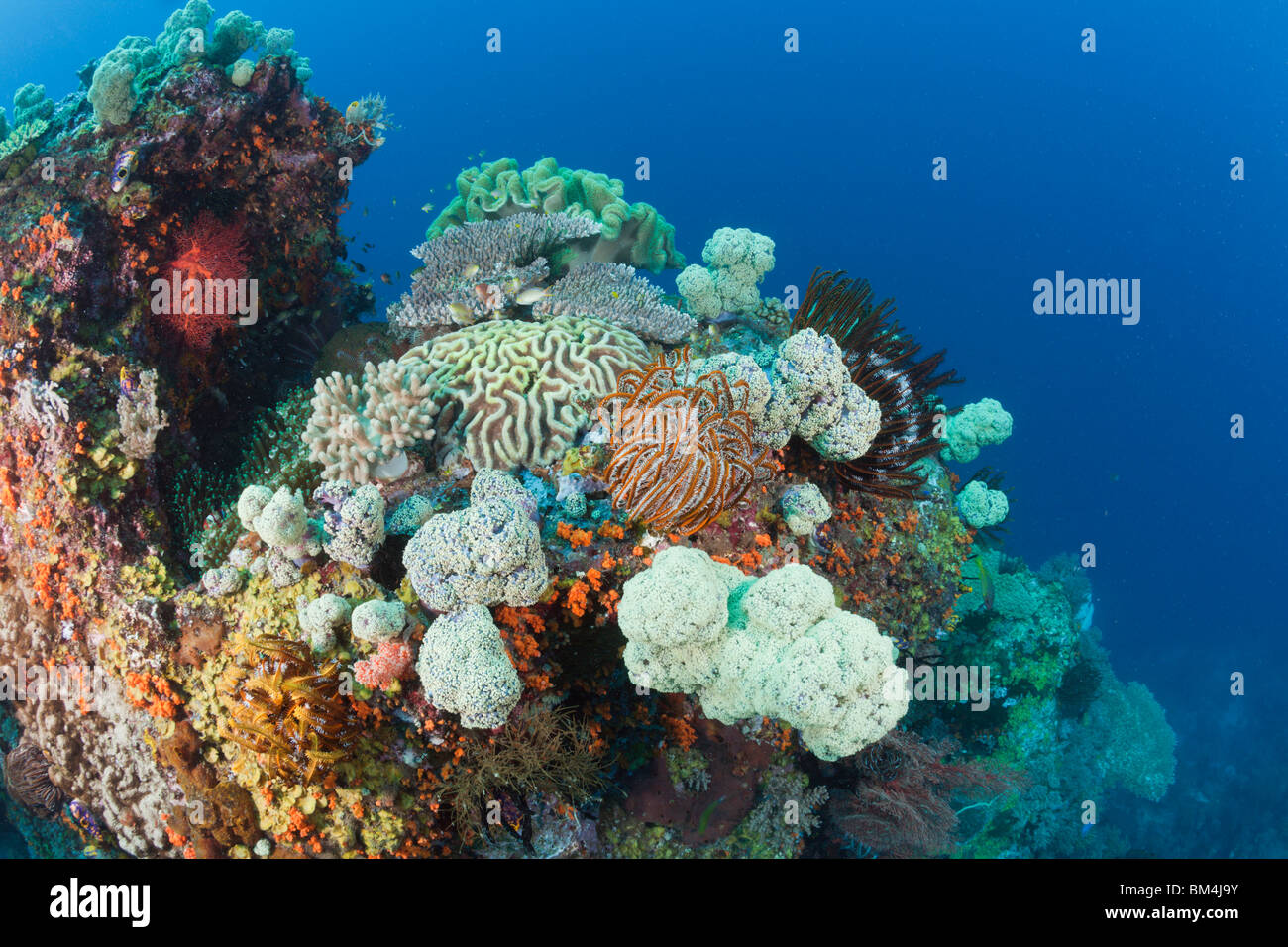 Indo pacific marine biodiversity hi-res stock photography and images ...