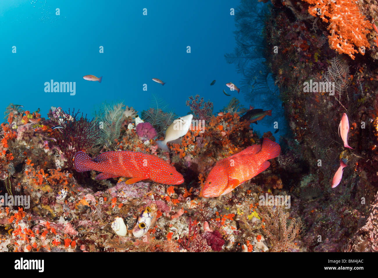 Coral Grouper in Coral Reef, Cephalopholis miniata, Raja Ampat, West ...
