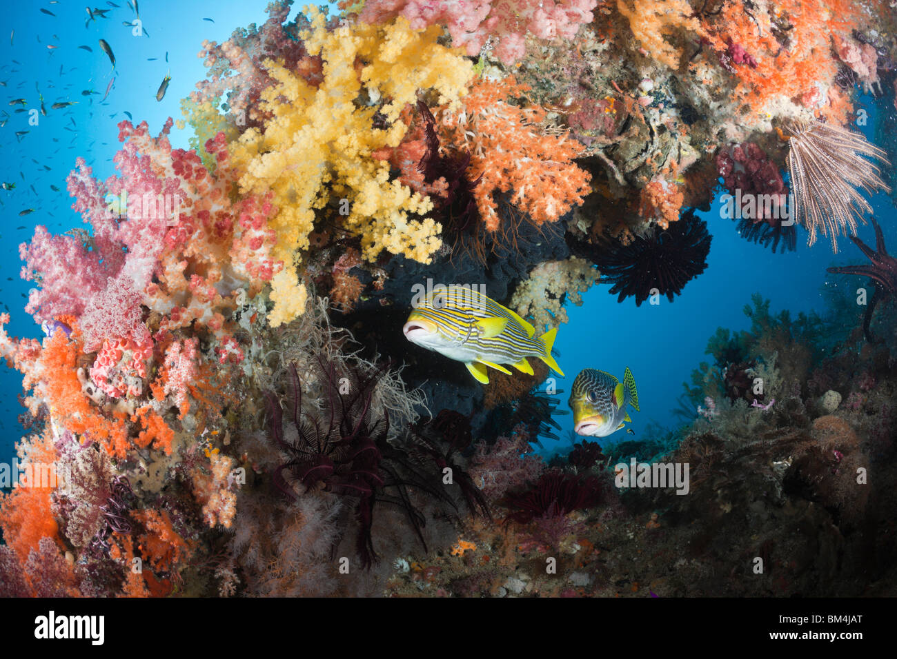 Yellow-ribbon Sweetlips between Soft Corals, Plectorhinchus polytaenia ...