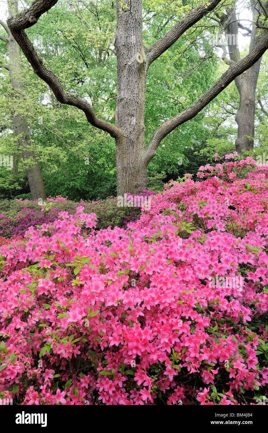 Woodland with flowering Azaleas Stock Photo - Alamy