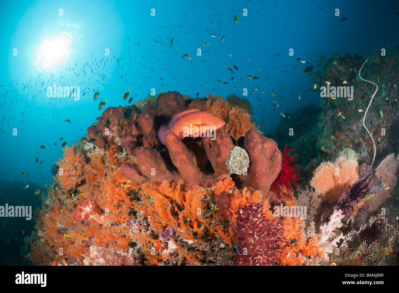 Colorful Coral Reef, Raja Ampat, West Papua, Indonesia Stock Photo - Alamy