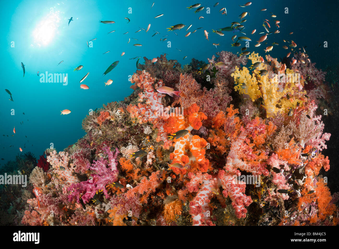 Colorful Coral Reef, Raja Ampat, West Papua, Indonesia Stock Photo - Alamy