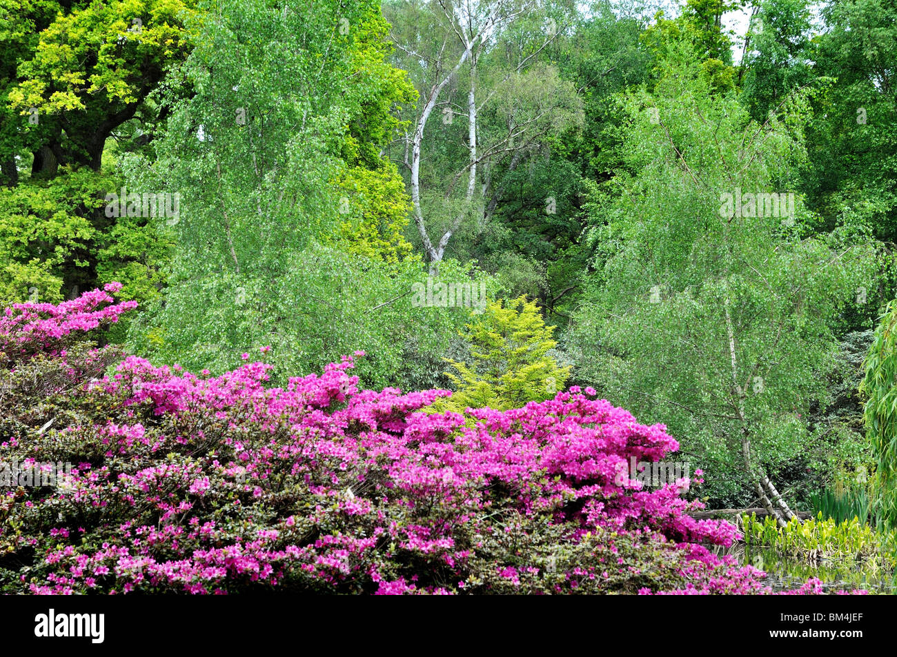 Woodland flowering azaleas hi-res stock photography and images - Alamy