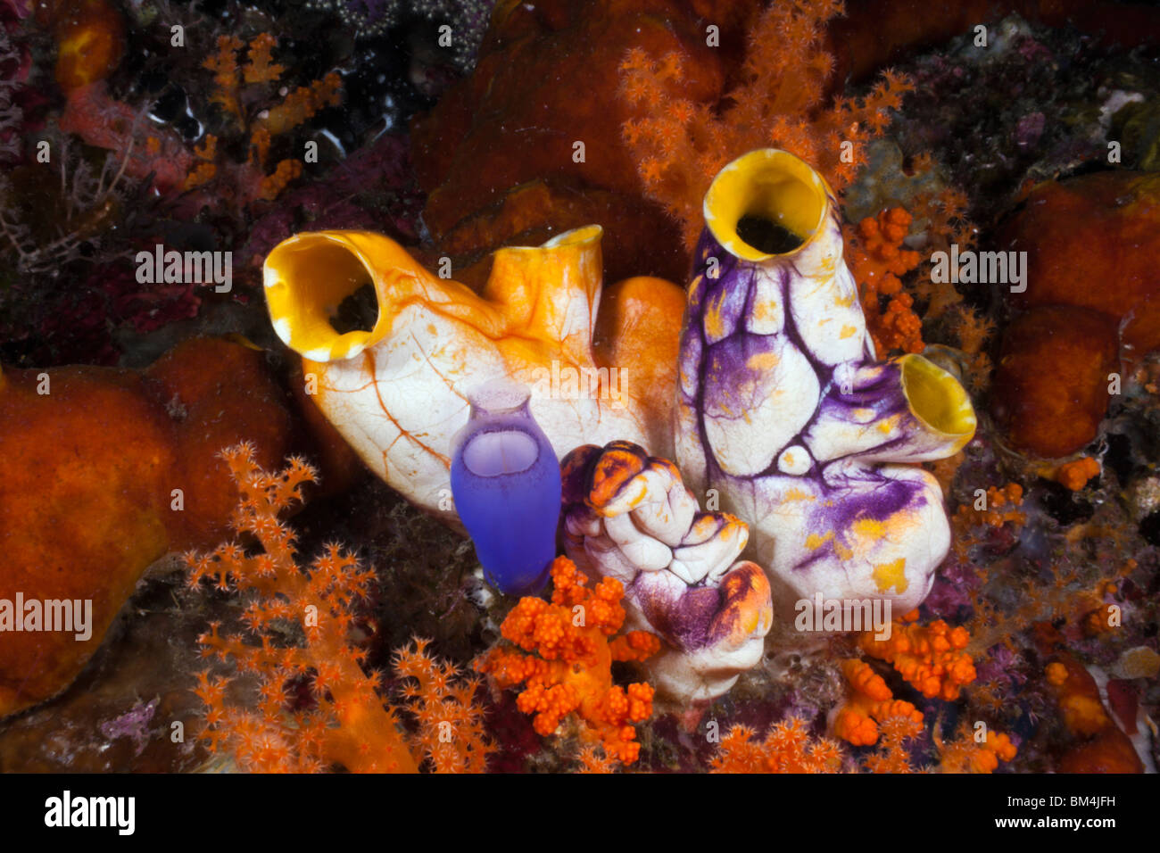 The sea squirt or butter tunicate polycarpa aurata hi-res stock ...