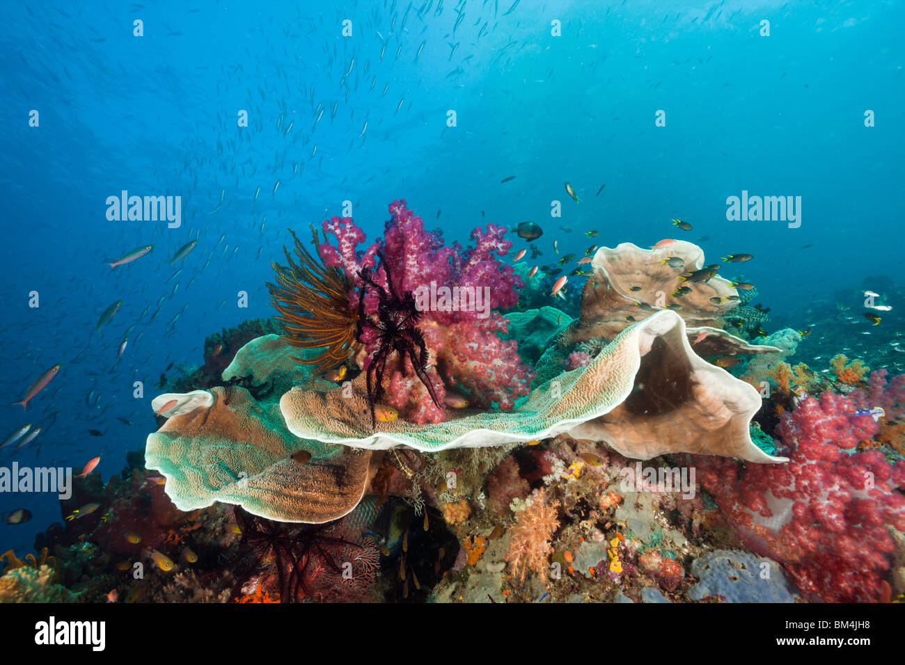 Healthy Coral Reef, Raja Ampat, West Papua, Indonesia Stock Photo - Alamy