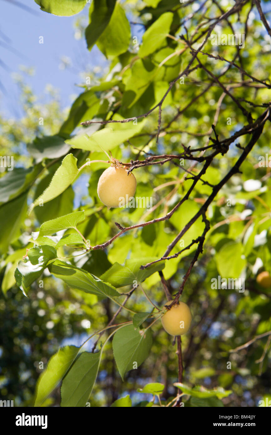 Apricot Tree with Fruits, Prunus spec., Bahariya Oasis, Libyan Desert ...