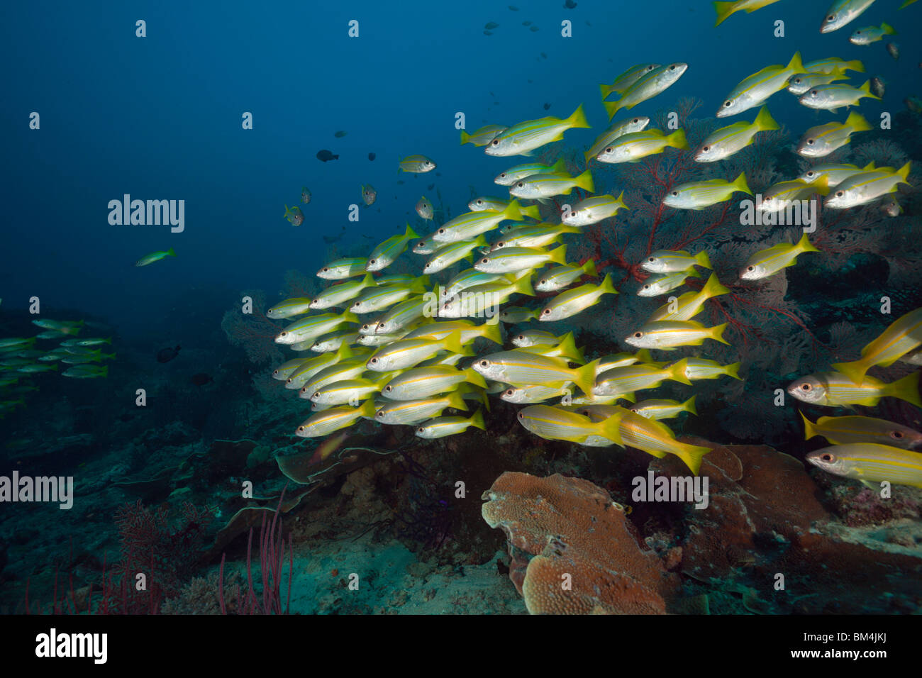 Bigeye Snapper over Coral Reef, Lutjanus lutjanus, Raja Ampat, West ...