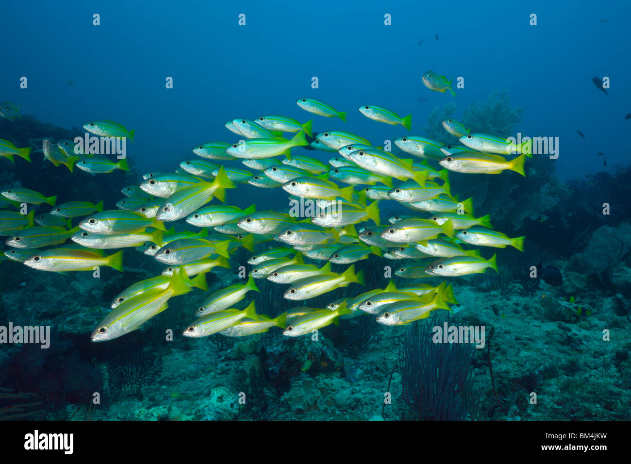 Bigeye Snapper over Coral Reef, Lutjanus lutjanus, Raja Ampat, West ...