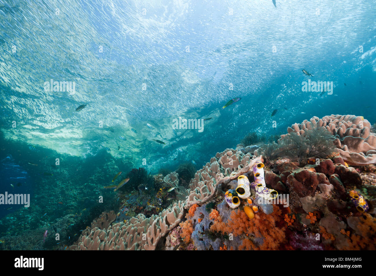 Coral Reef, Raja Ampat, West Papua, Indonesia Stock Photo - Alamy