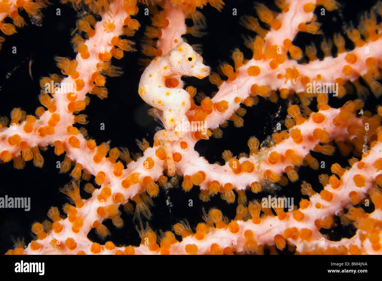 Denise Pygmy Seahorse, Hippocampus denise, Raja Ampat, West Papua ...