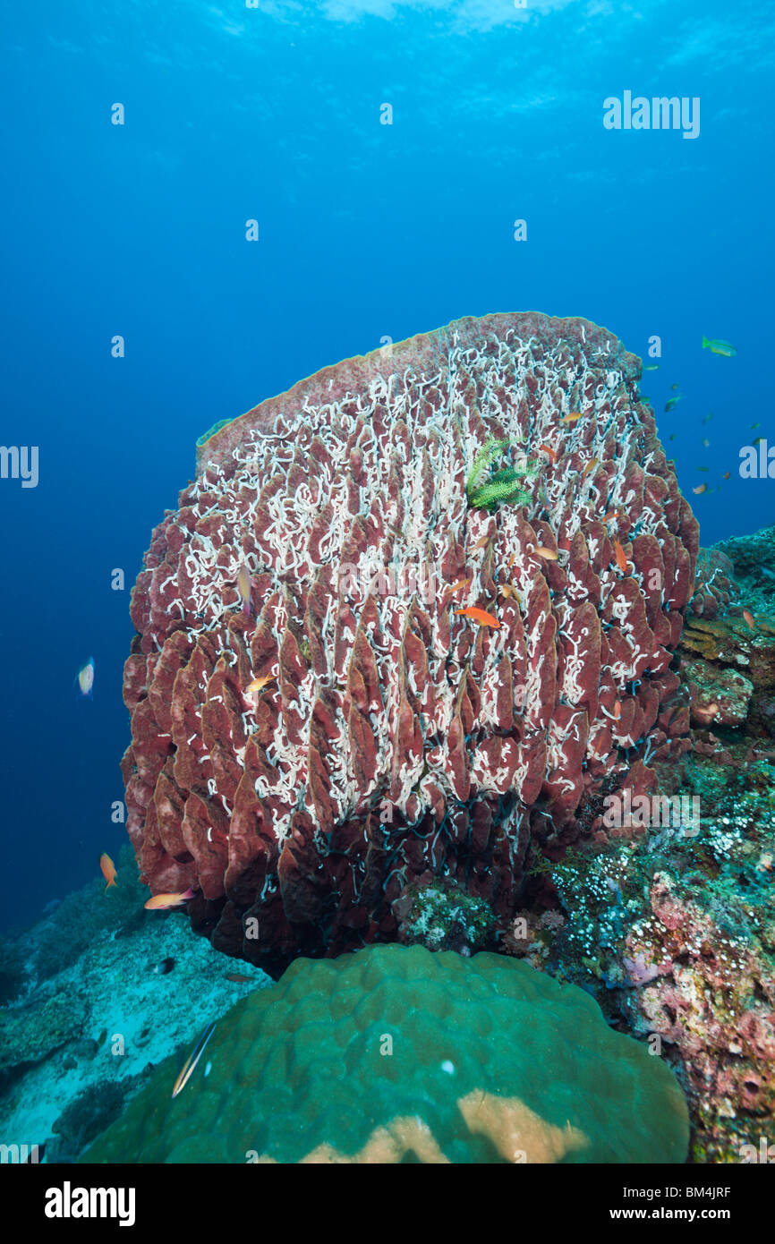 Great Barrel Sponge, Xestospongia testudinaria, Raja Ampat, West Papua ...