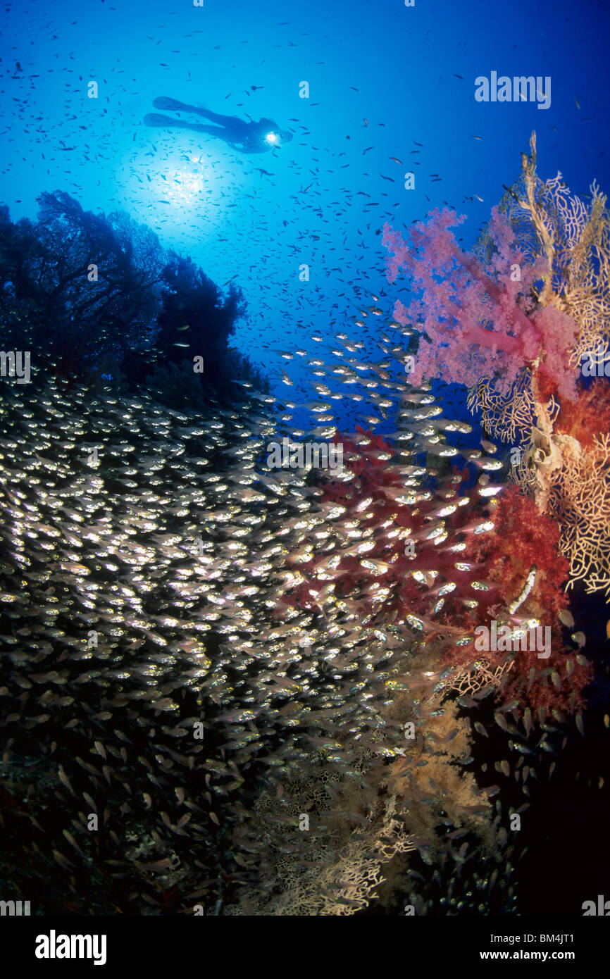 Scuba diver over Coral Reef, Brother Islands, Red Sea, Egypt Stock ...