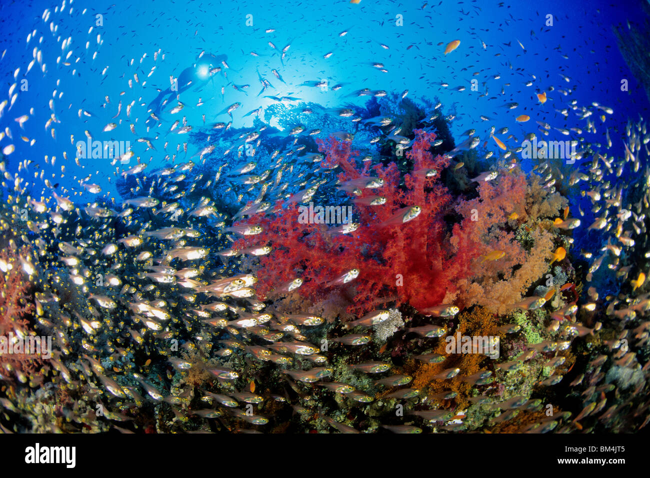 Coral Reef with Glassfish, Parapriacanthus sp., Brother Islands, Red ...