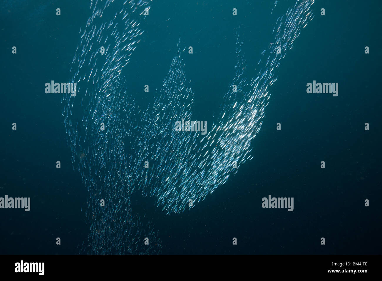 Shoal of Silversides Formation, Atherinidae, Raja Ampat, West Papua ...