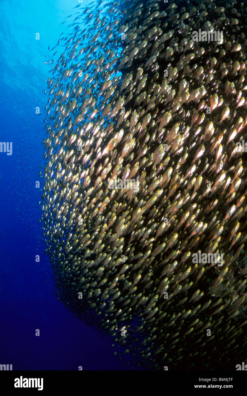 Coral Reef with Glassfish, Parapriacanthus sp., Brother Islands, Red ...