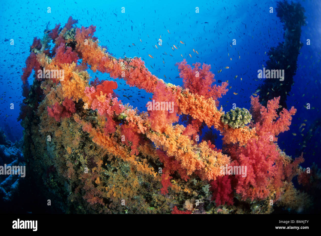 Bow of Numidia Wreck, Brother Islands, Red Sea, Egypt Stock Photo - Alamy