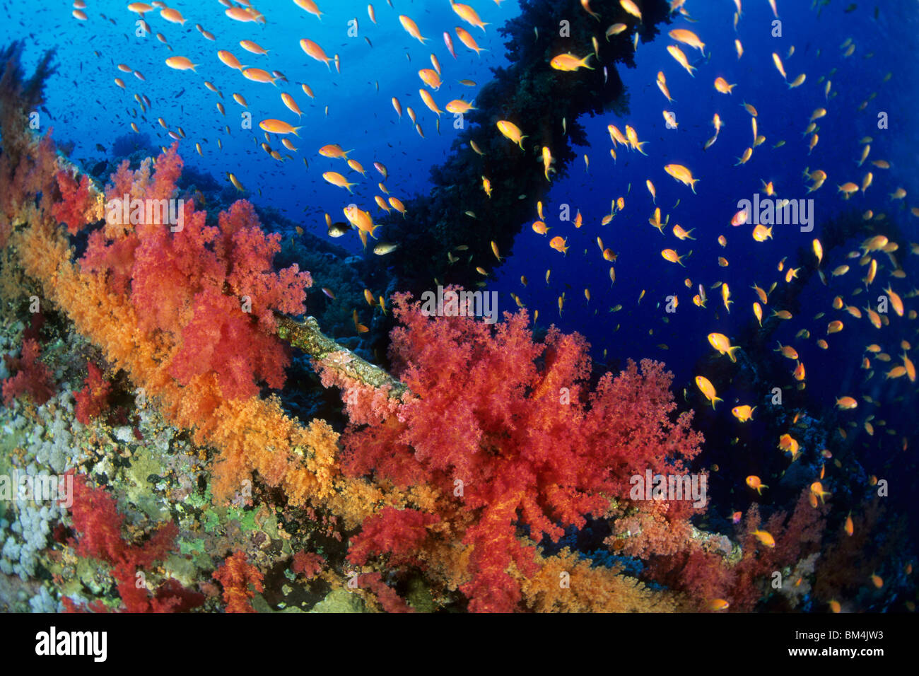Bow of Numidia Wreck, Brother Islands, Red Sea, Egypt Stock Photo - Alamy