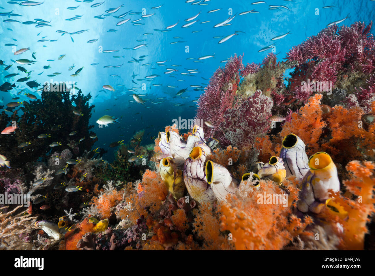 Healthy Coral Reef, Raja Ampat, West Papua, Indonesia Stock Photo - Alamy