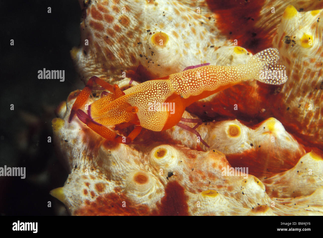 Emperor Shrimp on Sea Cucumber, Periclimenes imperator, Manado ...