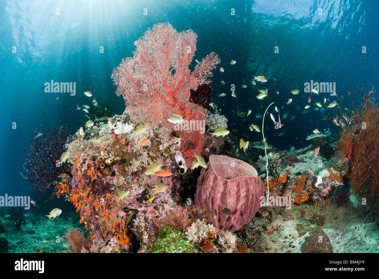 Biodiversity Coral Reef, Raja Ampat, West Papua, Indonesia Stock Photo ...