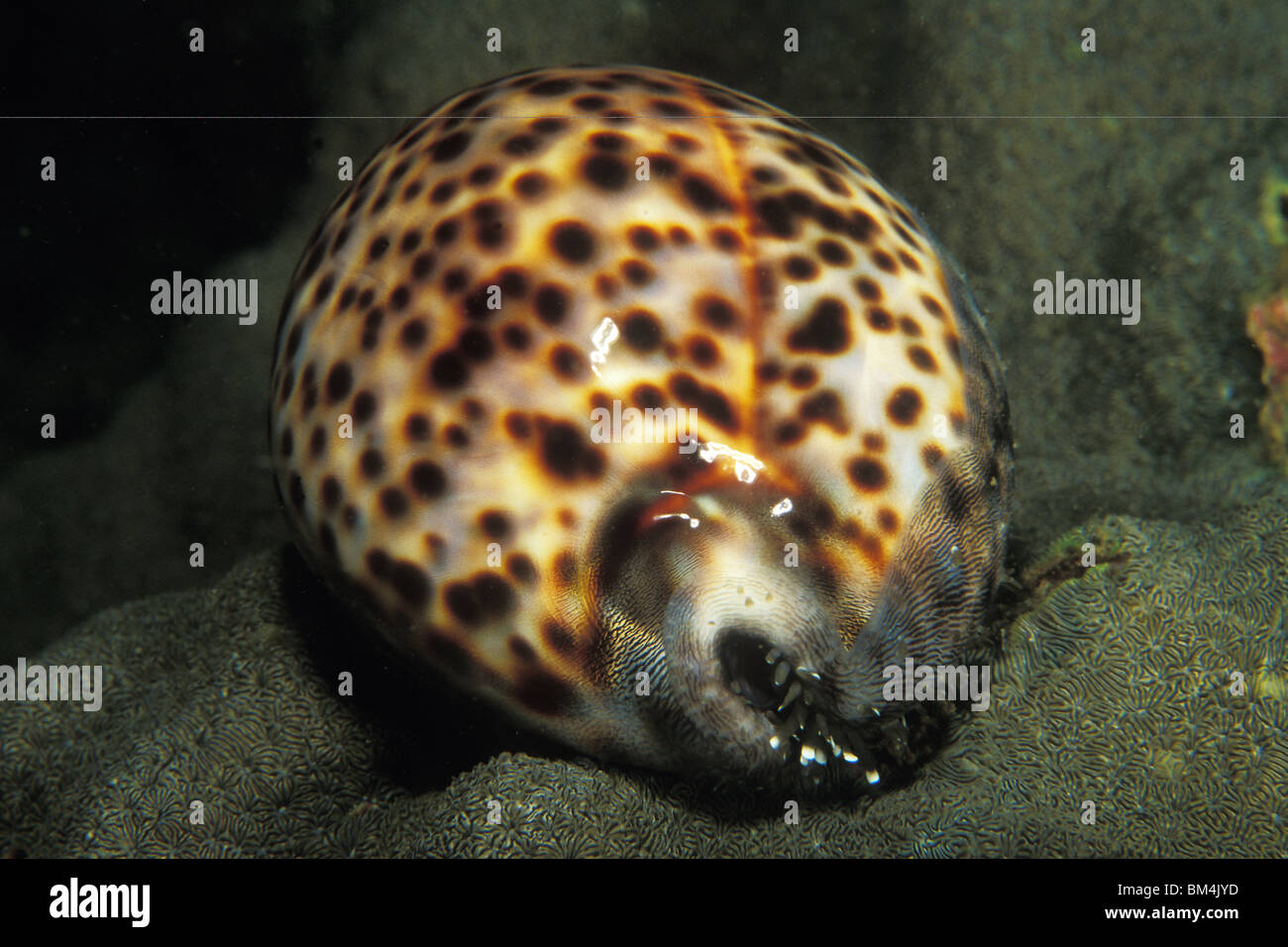 Tiger Cowrie Snail, Cypraea tigris, Bunaken Nationalpark, Sulawesi ...