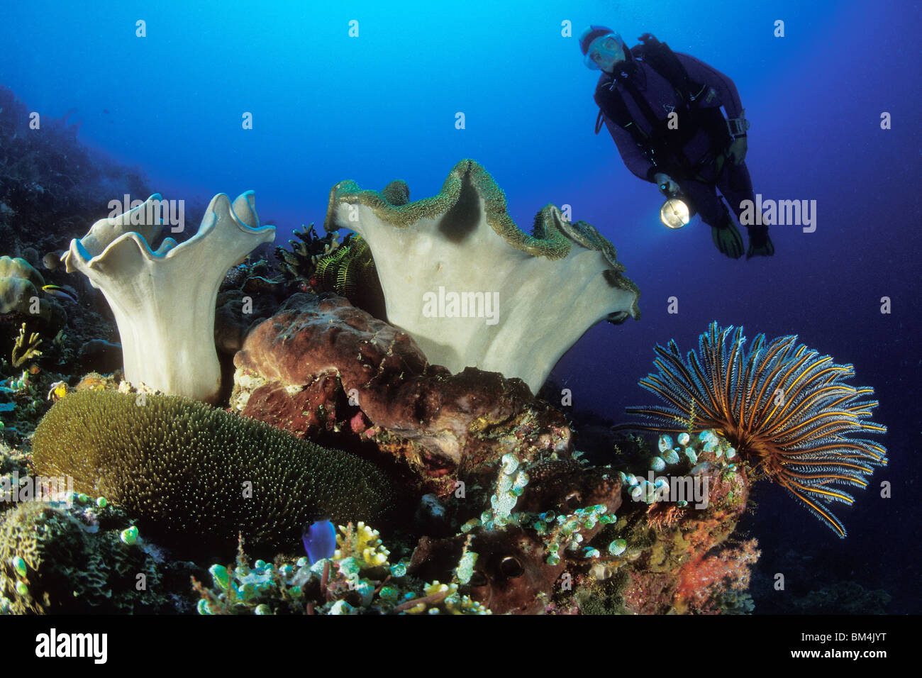 Suba Diver over Coral Reef, Manado, Sulawesi, Indonesia Stock Photo - Alamy