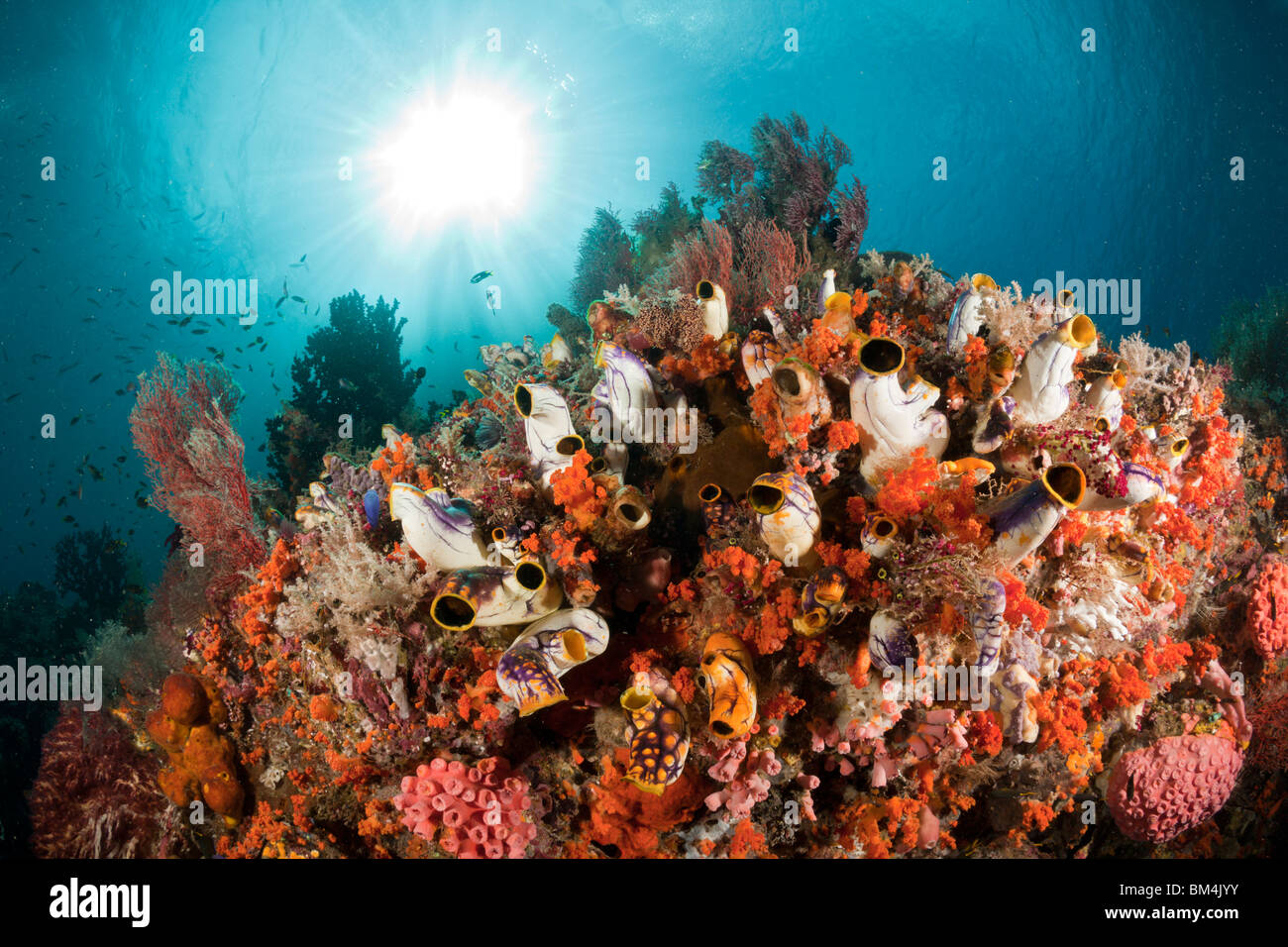 Coral Reef with Golden Tunicate, Polycarpa aurata, Raja Ampat, West ...