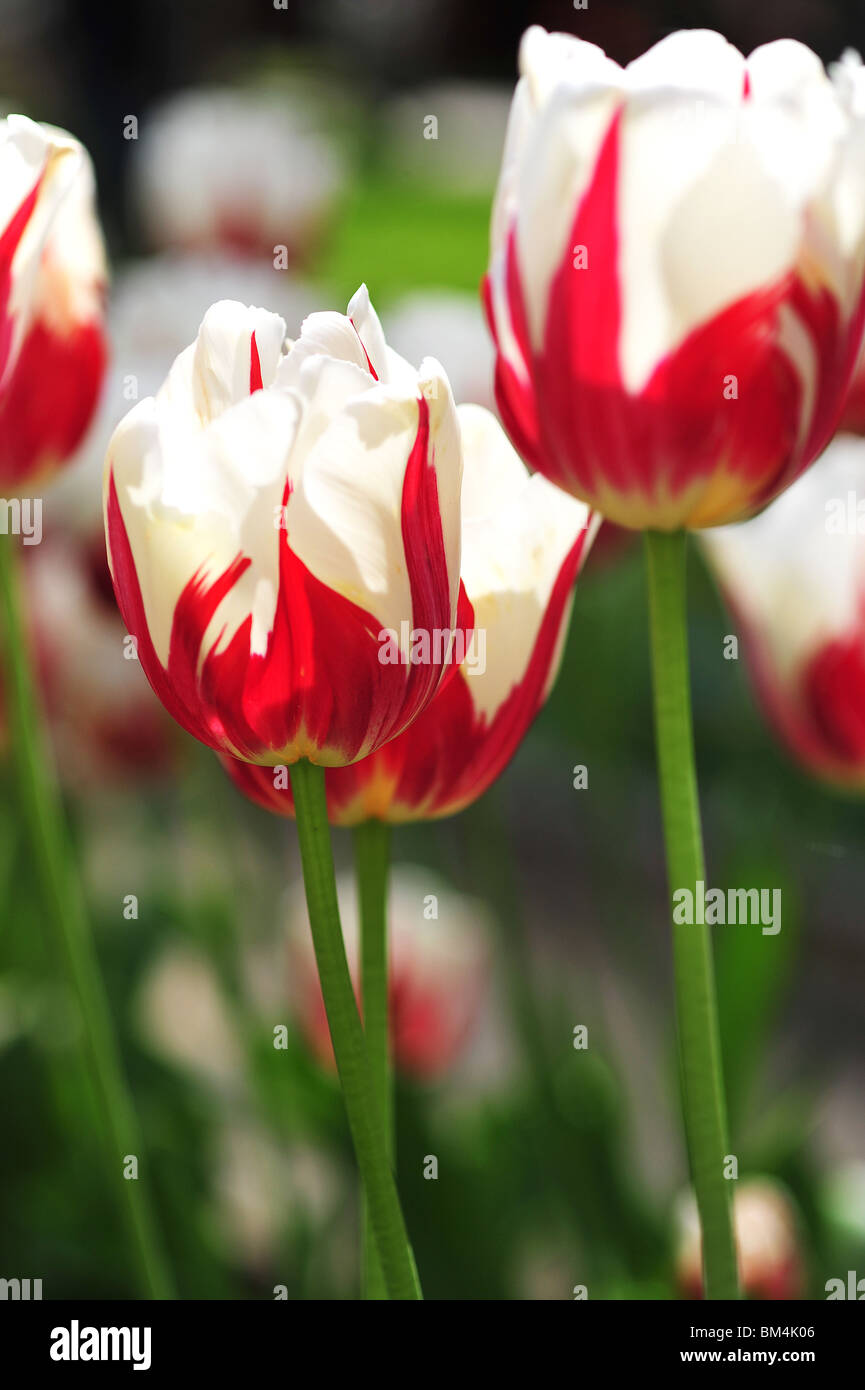 tulips REM'S SENSATION Stock Photo - Alamy