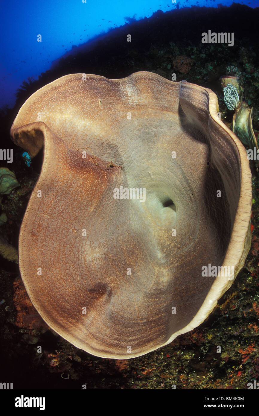 Elephant Ear Sponge, Porifera, Bunaken Nationalpark, Sulawesi ...