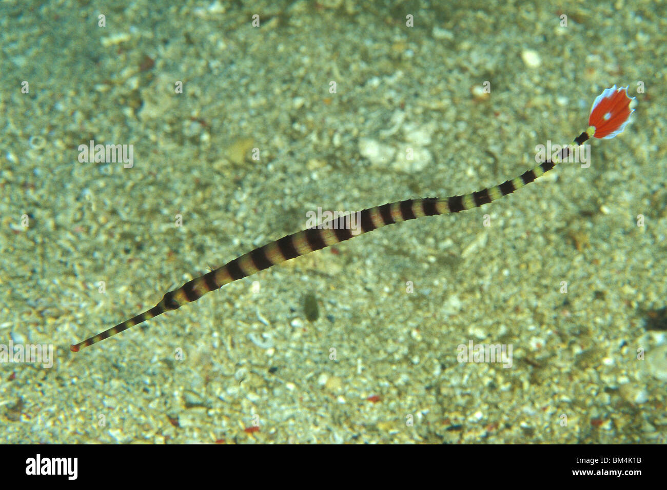 Banded Pipefish, Doryrhamphus dactyliophorus, Lembeh Strait, Sulawesi ...
