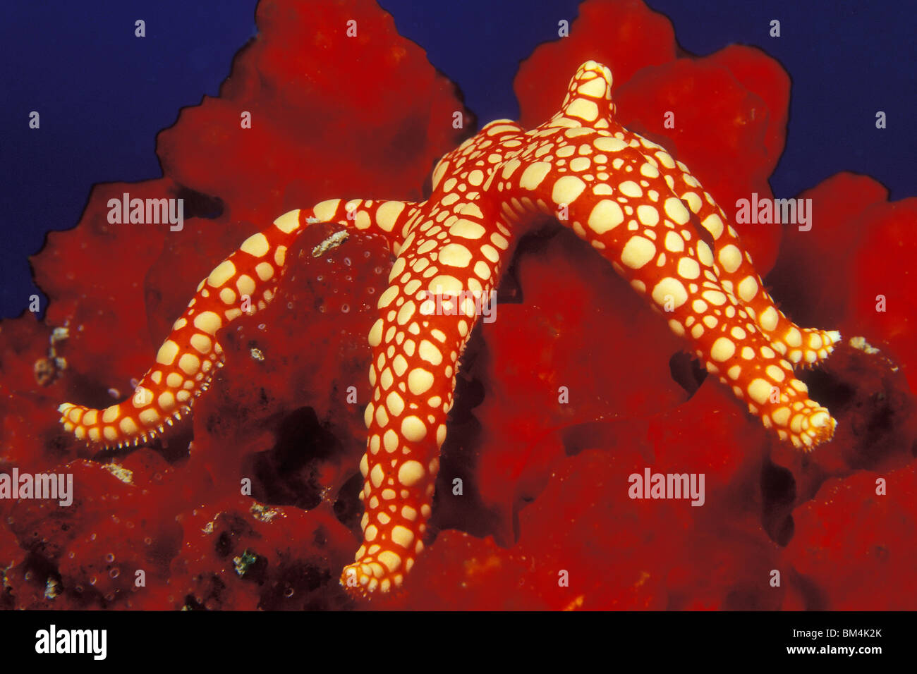 Mesh Starfish on Red Sponge, Fromia monilis, Latrunculia magnifica ...