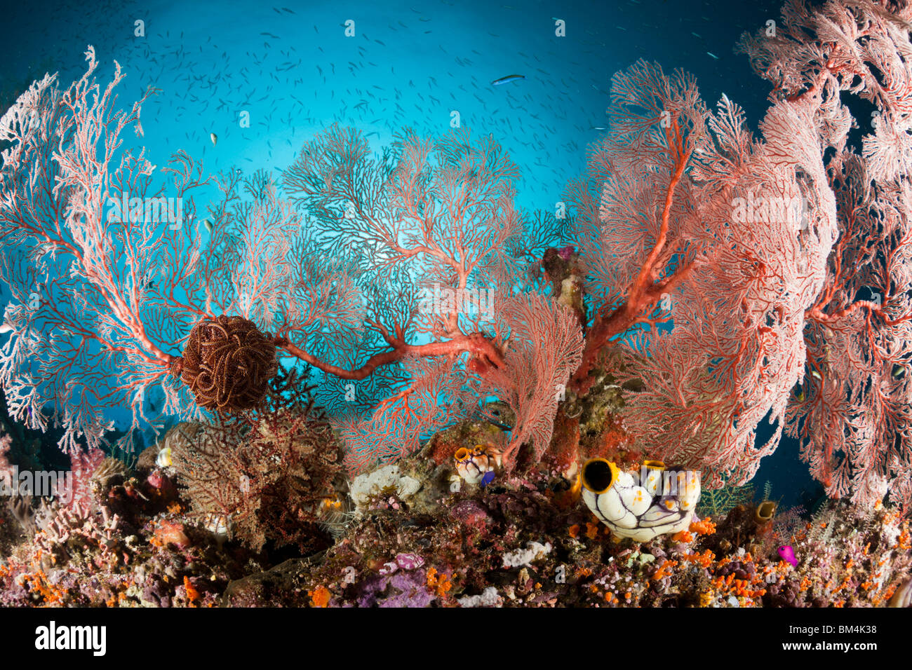 Seafan in Coral Reef, Melithaea sp., Raja Ampat, West Papua, Indonesia ...