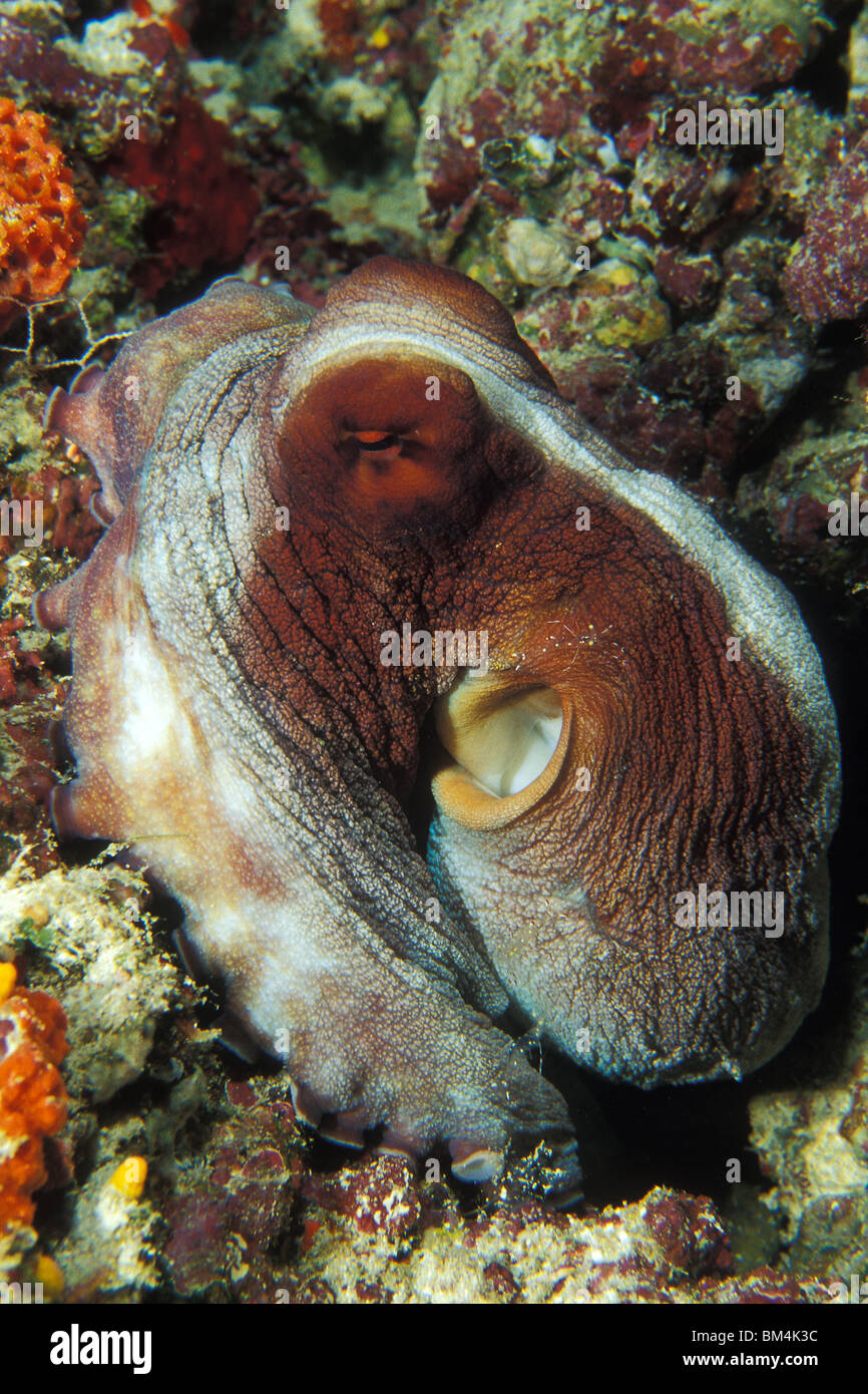 Common Octopus, Octopus vulgaris, Soma Bay, Safaga, Red Sea, Egypt ...