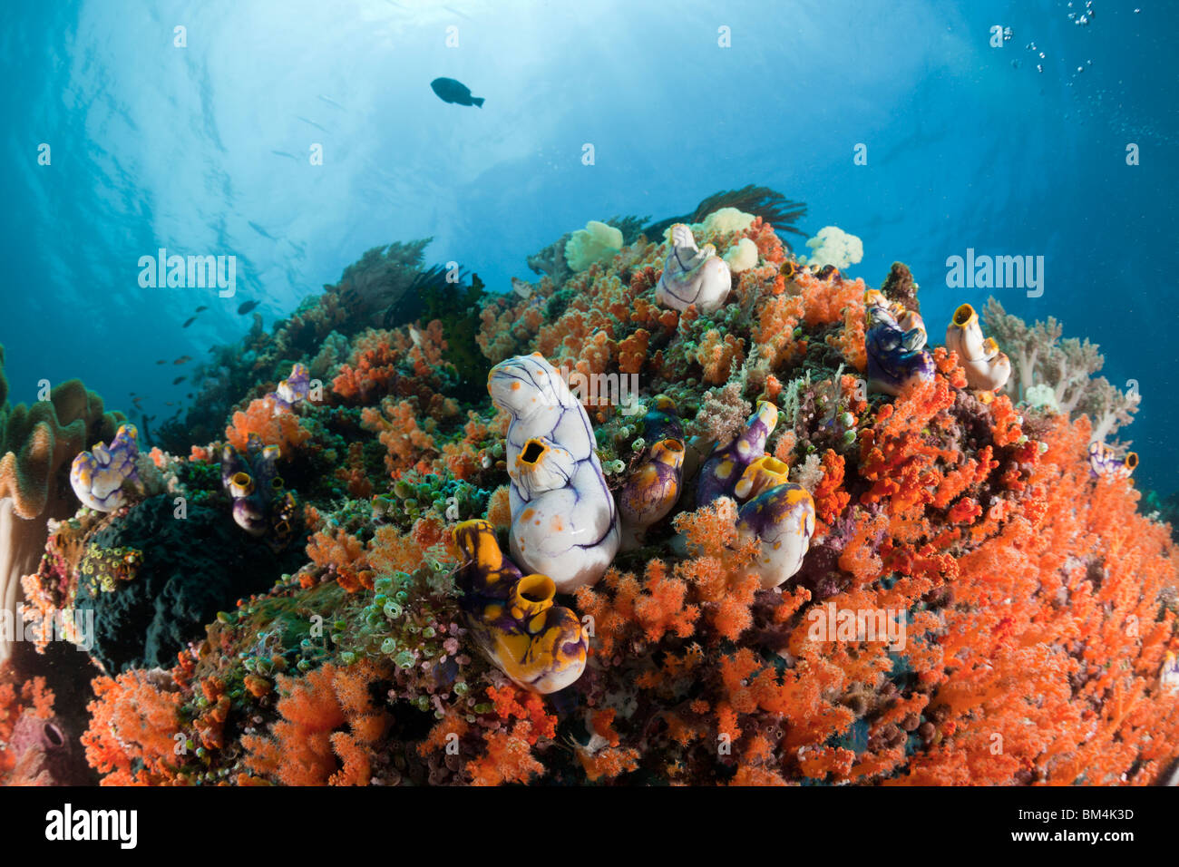 Golden tunicate hi-res stock photography and images - Alamy