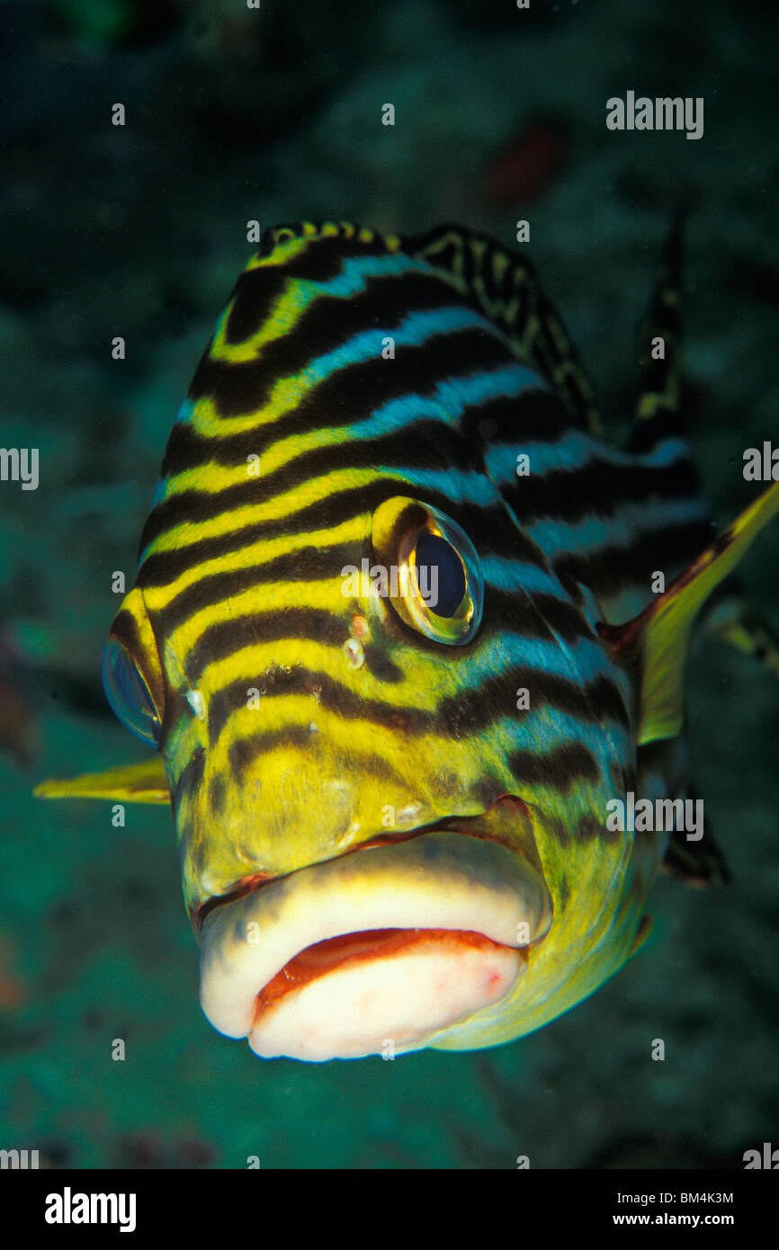 Oriental Sweetlips, Plectorhinchus orientalis, Soma Bay, Safaga, Red ...