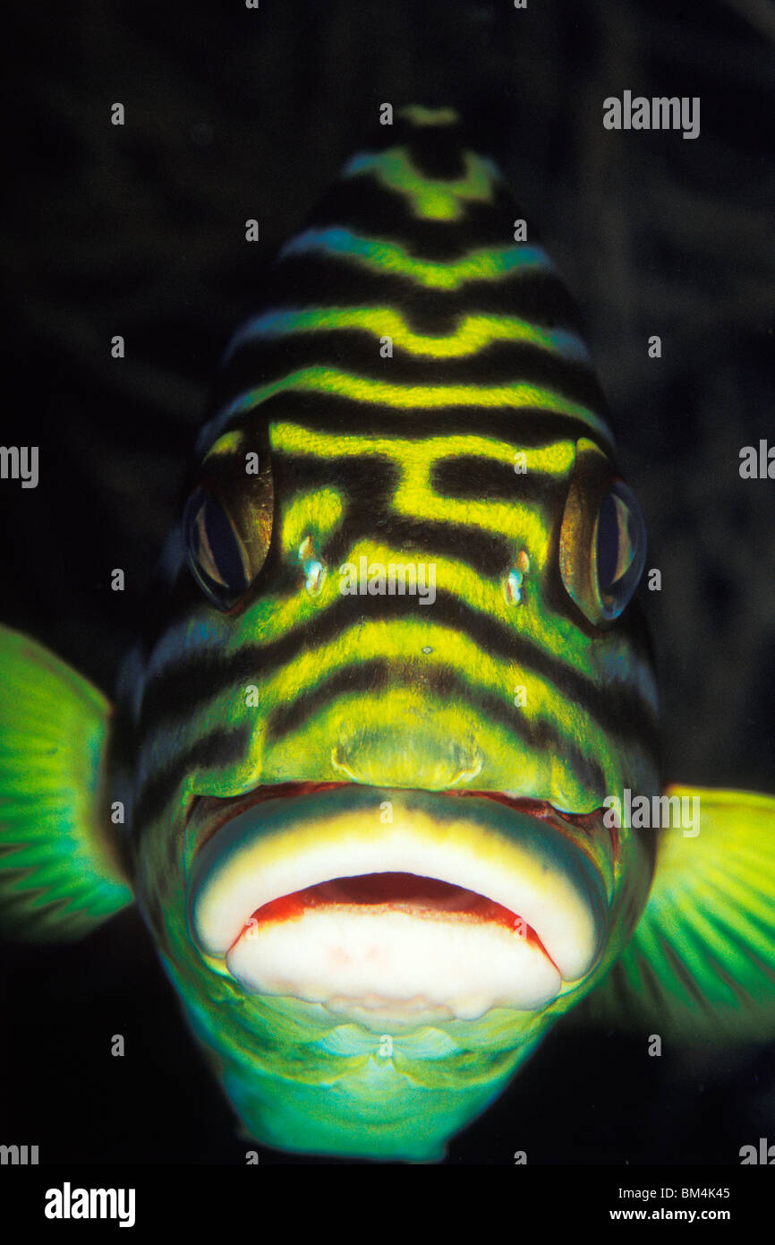 Oriental Sweetlips, Plectorhinchus orientalis, Soma Bay, Safaga, Red ...