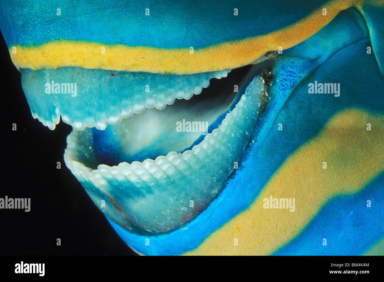 Pecker of Parrotfish, Scarus sp., Ari Atoll, Indian Ocean, Maldives ...