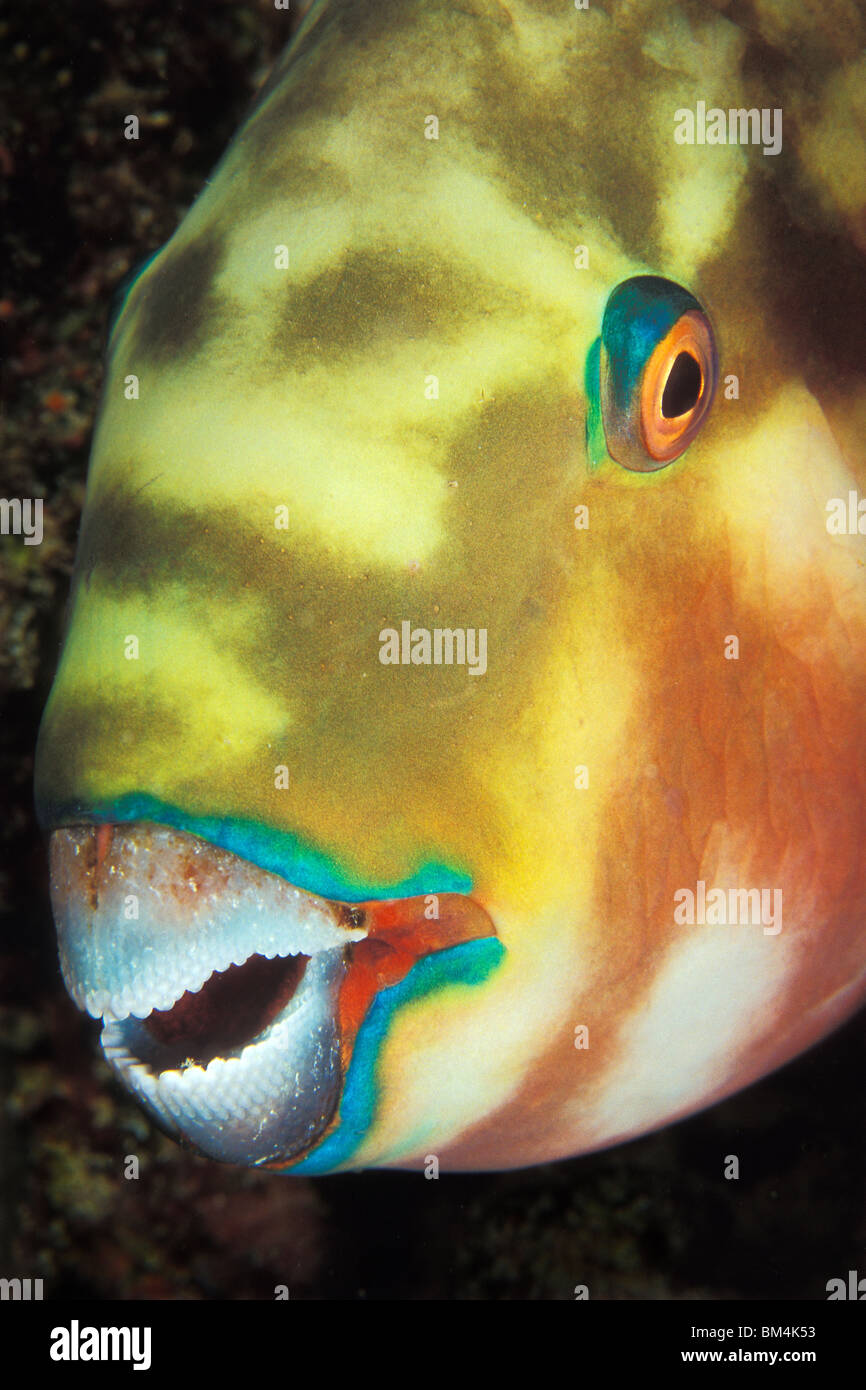 Pecker of Parrotfish, Scarus sp., Ari Atoll, Indian Ocean, Maldives ...