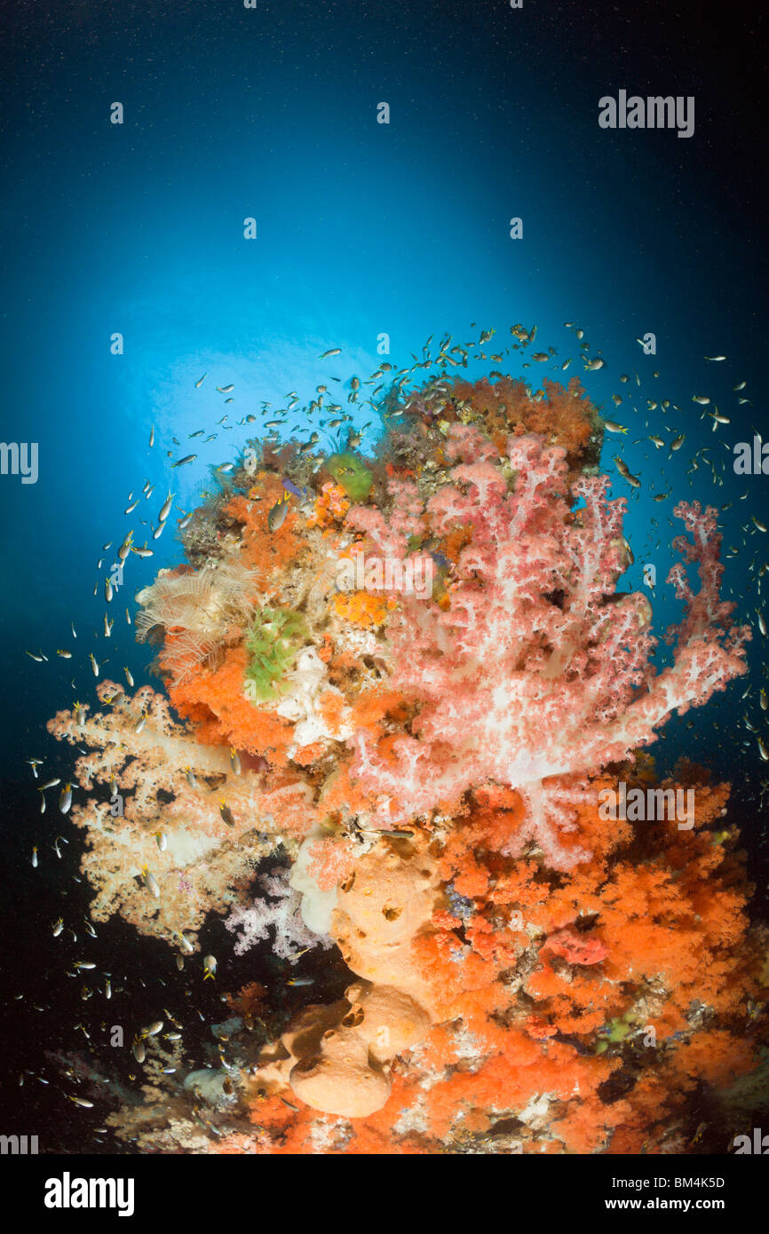 Coloful Corals in Grotto, Raja Ampat, West Papua, Indonesia Stock Photo ...