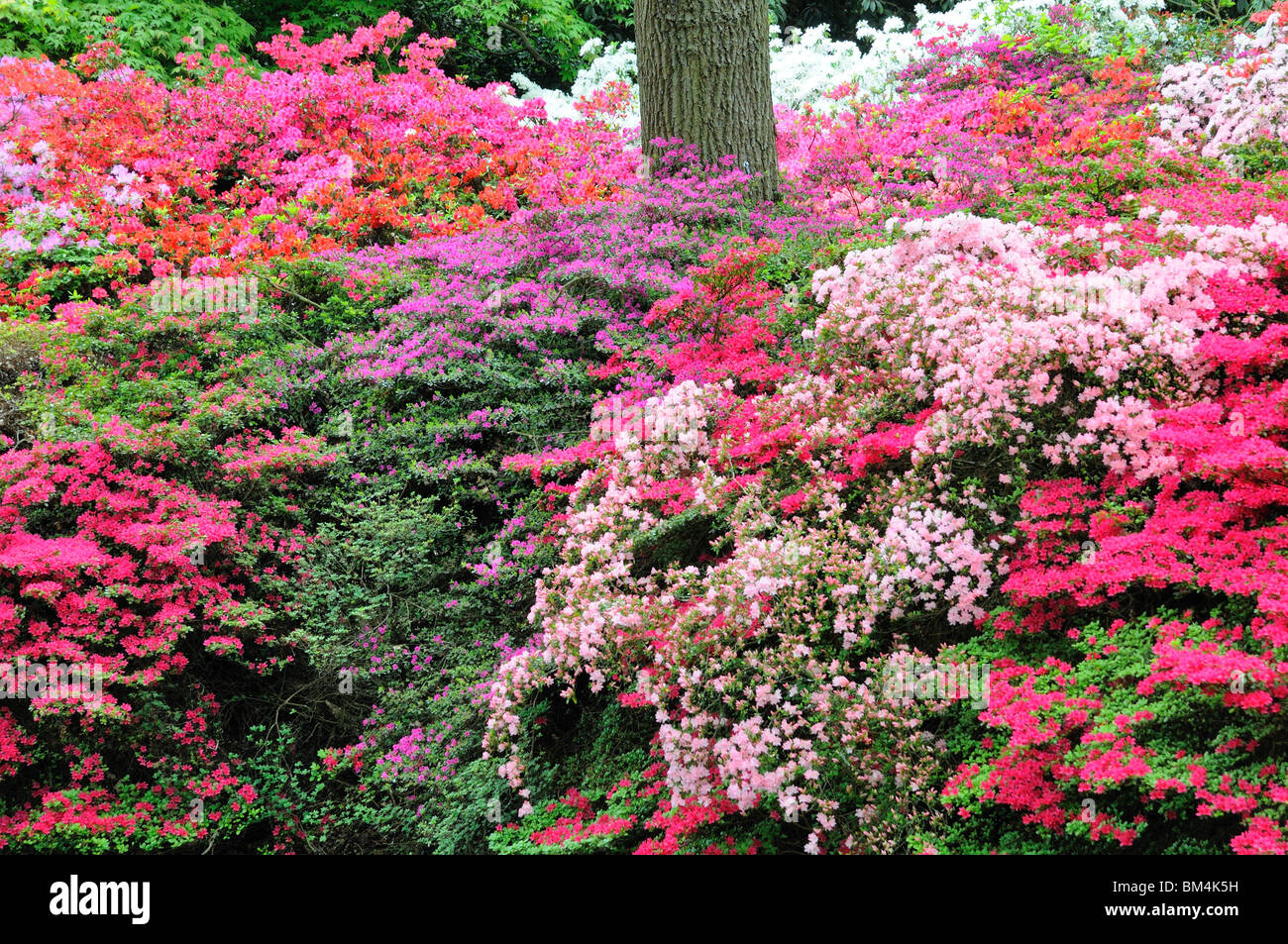 Evergreen azaleas hi-res stock photography and images - Alamy