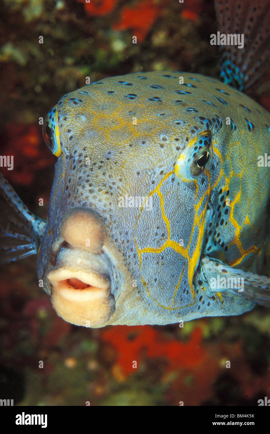 Yellow Boxfish, Ostracion cubicus, Ari Atoll, Indian Ocean, Maldives ...