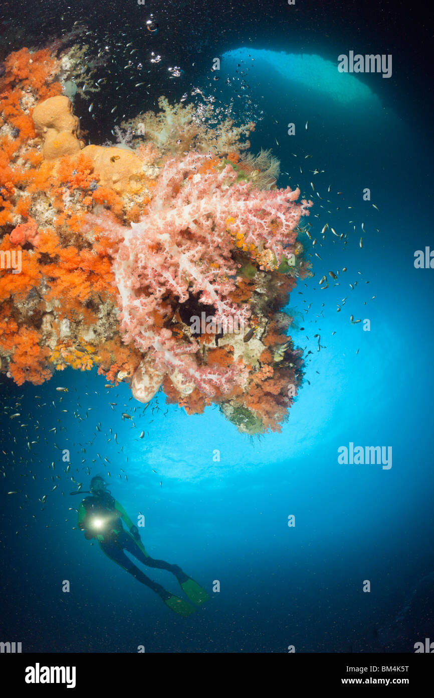 Coloful Corals in Grotto, Raja Ampat, West Papua, Indonesia Stock Photo ...