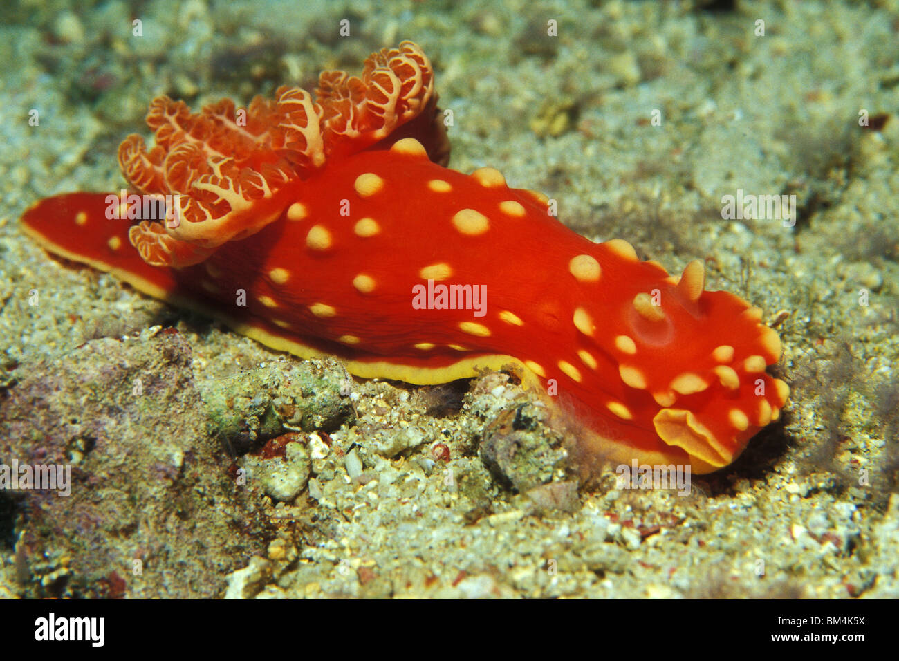 Red Neon Slug, Gymnodoris aurita, Puerto Galera, Mindoro Island ...