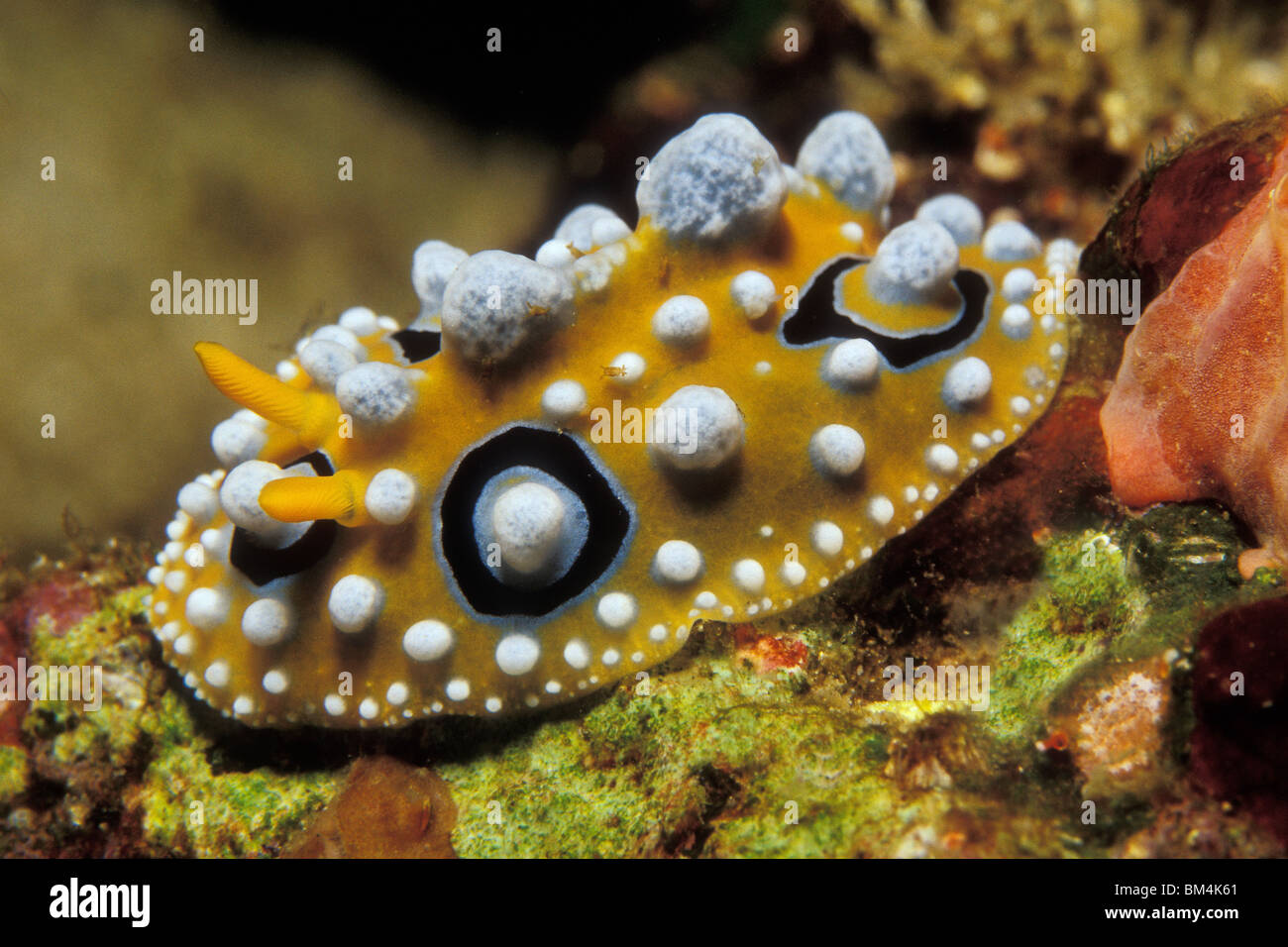 Warty Slug, Phyllidia ocellata, Puerto Galera, Mindoro Island ...