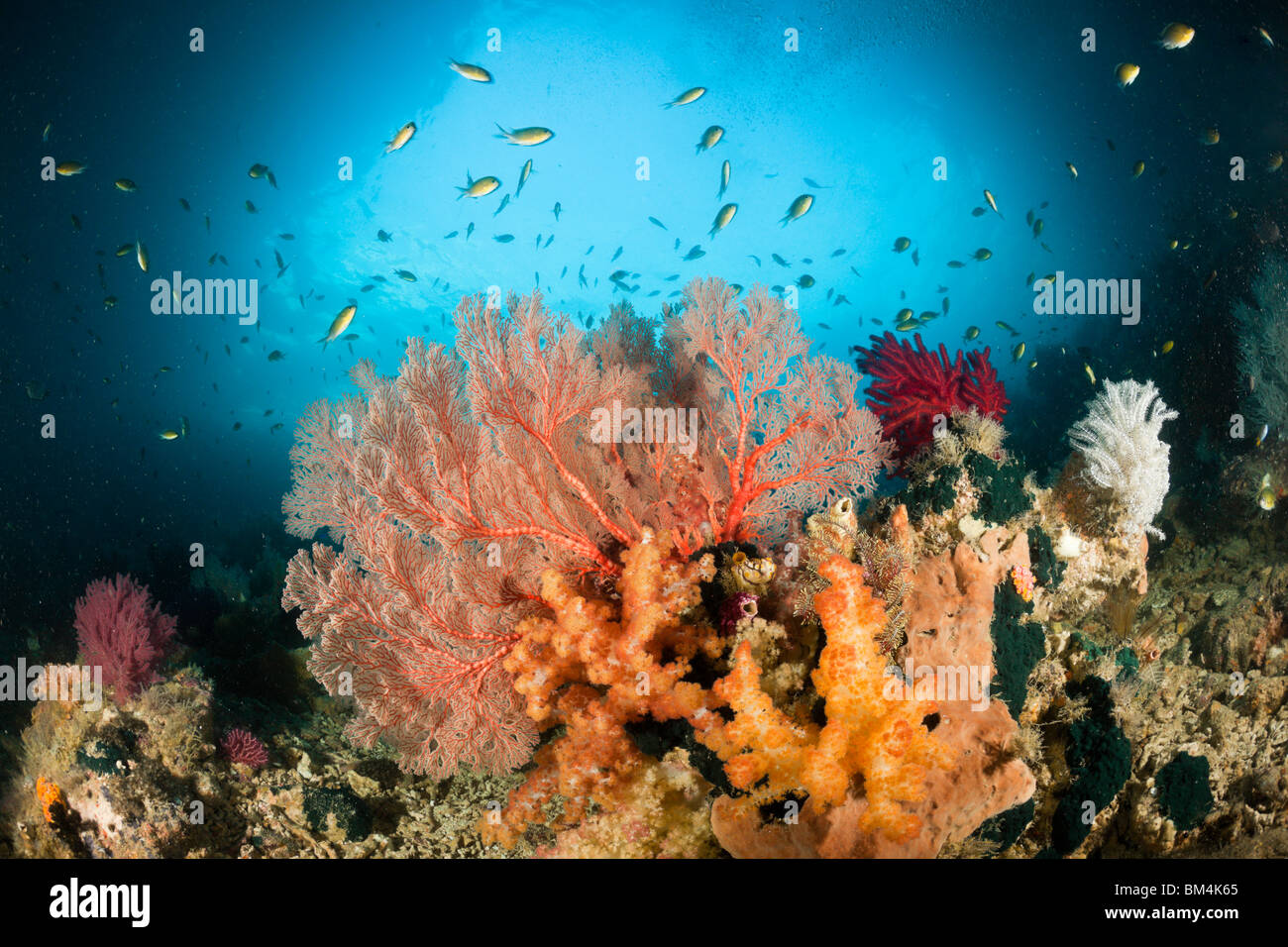 Coloful Corals in Grotto, Raja Ampat, West Papua, Indonesia Stock Photo ...