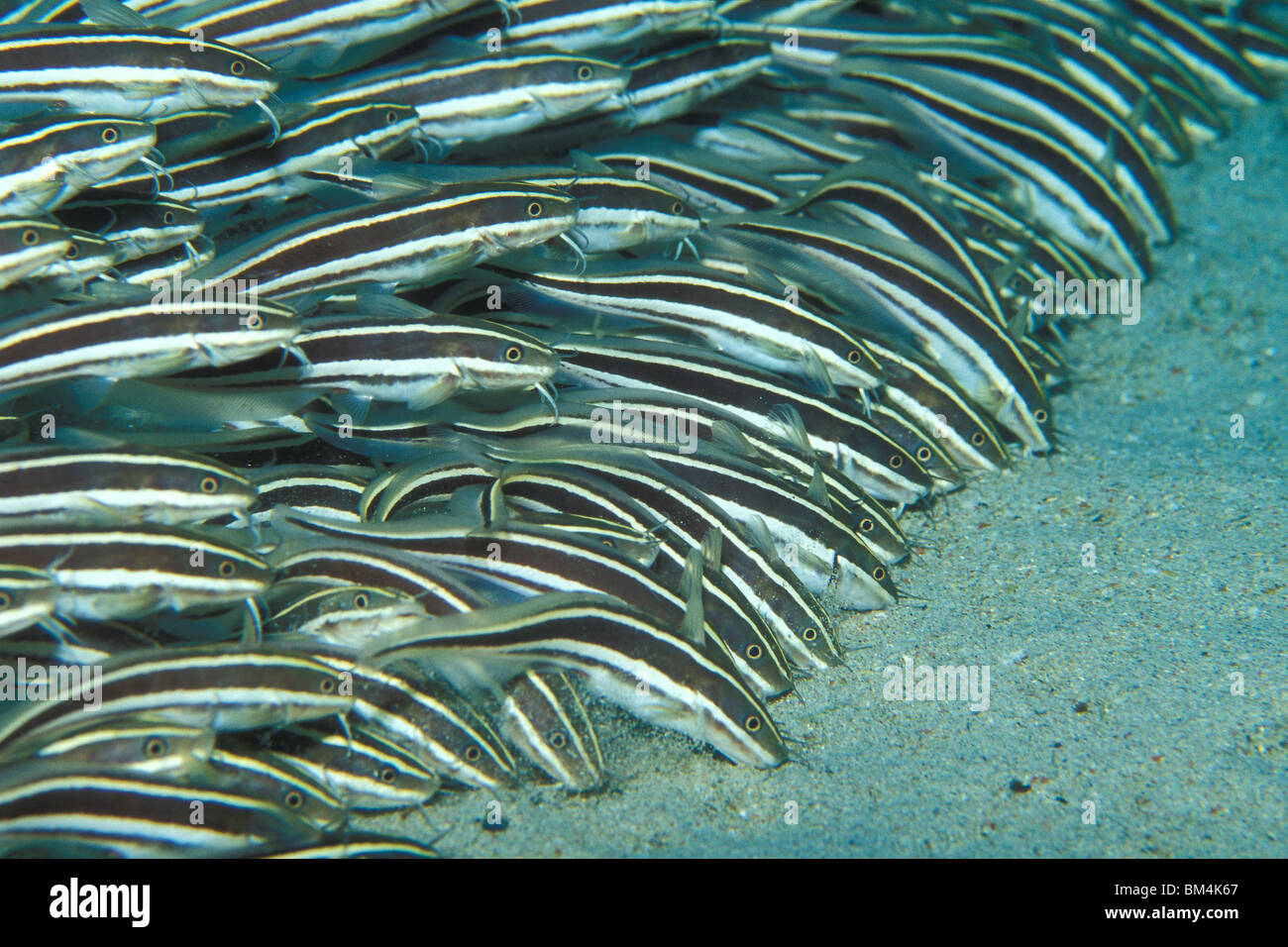 Philippine catfish hi-res stock photography and images - Alamy